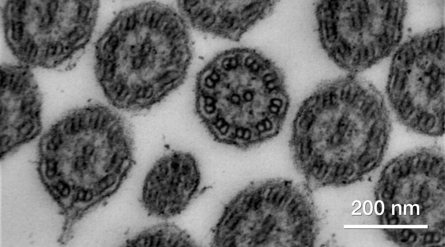 Quattro Environmental Scanning Electron Microscope (ESEM) | LMS Technologies